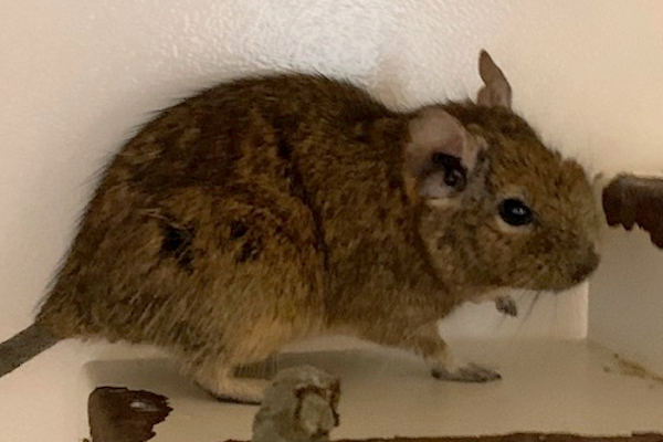 Degus Archive - Tierheim Reutlingen