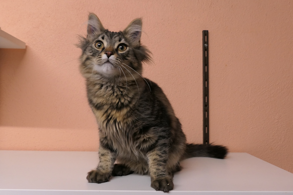 Karle - Tierheim Reutlingen