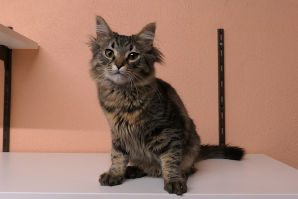 Karle - Tierheim Reutlingen